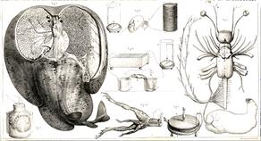 Carlo Matteucci followed the work of Galvani, and his hypothesis ...